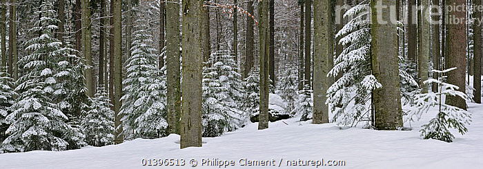Stock photo of European beech trees (Fagus sylvatica) with Pine trees ...