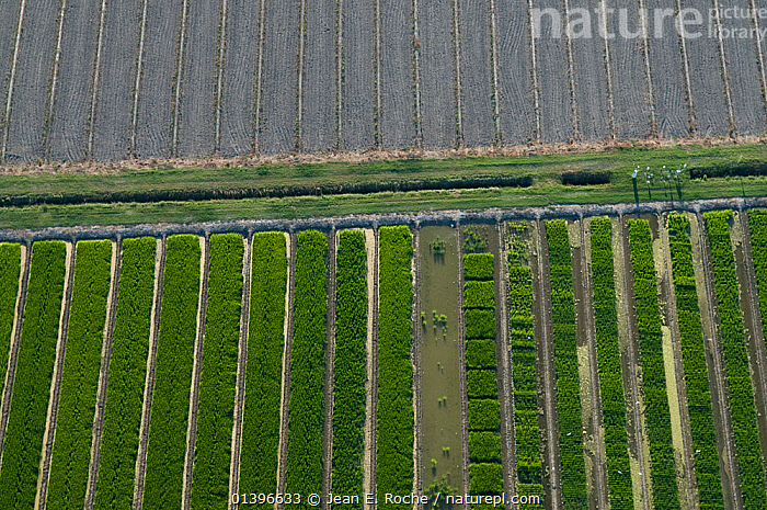 Stock photo of Aerial view of trial site of various rice varieties ...