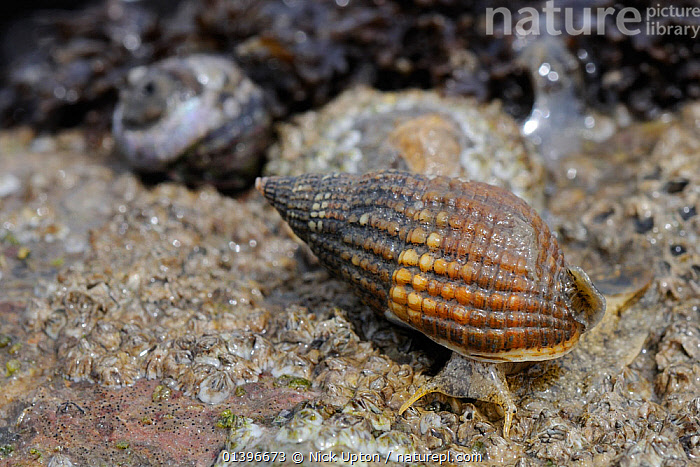 Nassarius Reticulatus