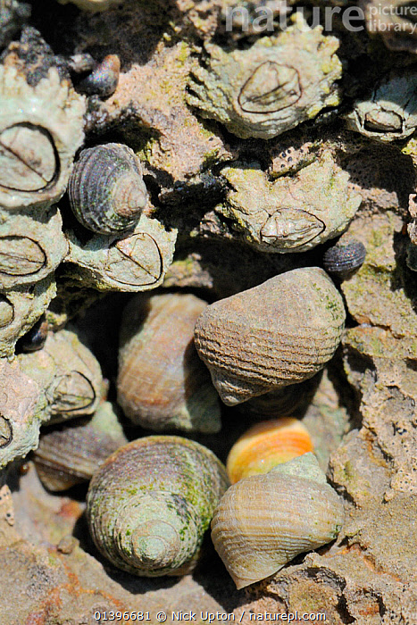 Stock photo of Group of Rough periwinkles (Littorina saxatilis) with ...