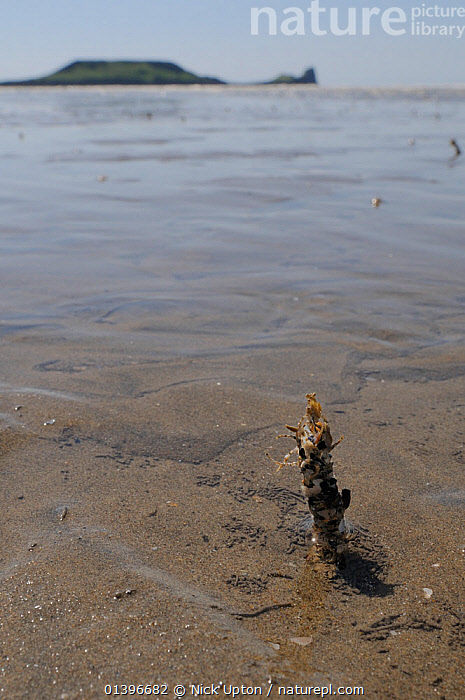 Stock photo of Sand mason worm (Lanice conchilega) tube reinforced with ...