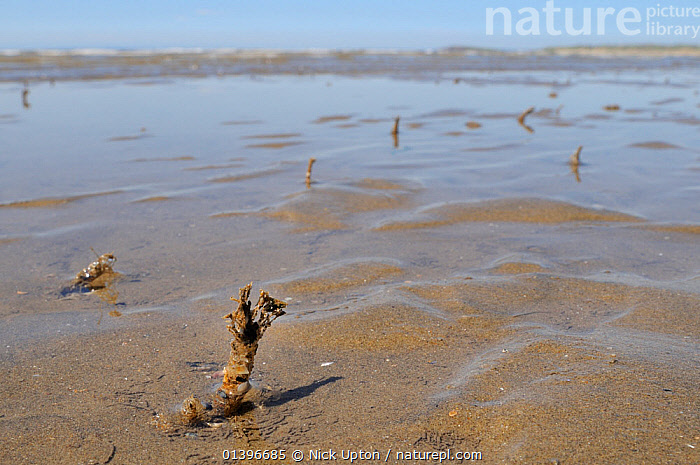 Stock photo of Sand mason worm (Lanice conchilega) tubes reinforced ...