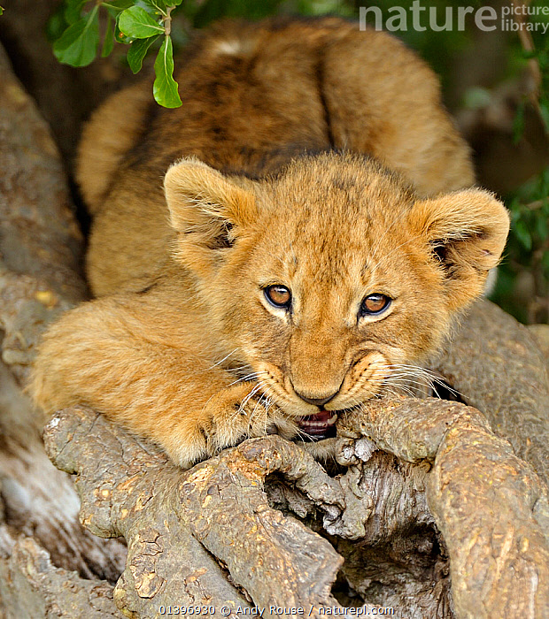 Stock photo of African lion (Panthera leo) cub chewing log, Masai Mara ...