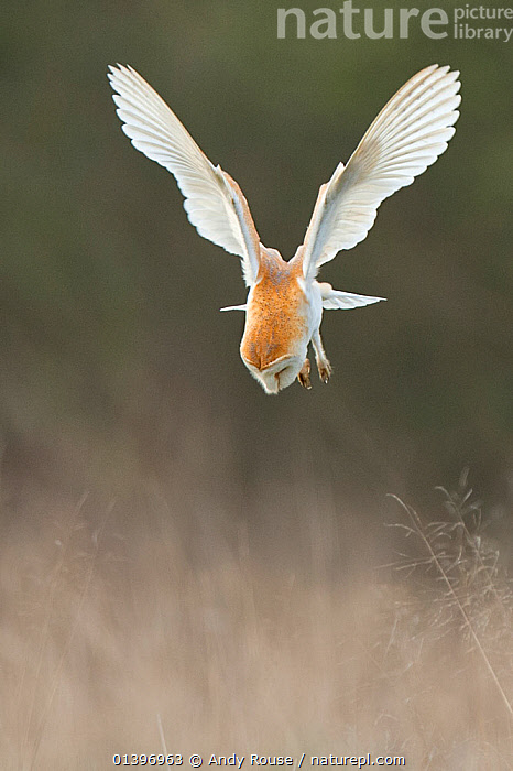 Stock photo of Barn owl (Tyto alba) swooping on to mouse prey, UK March ...