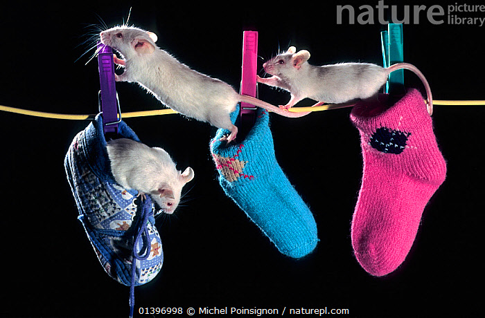 Stock photo of White mice (Mus genus) in socks (captive). Available for ...