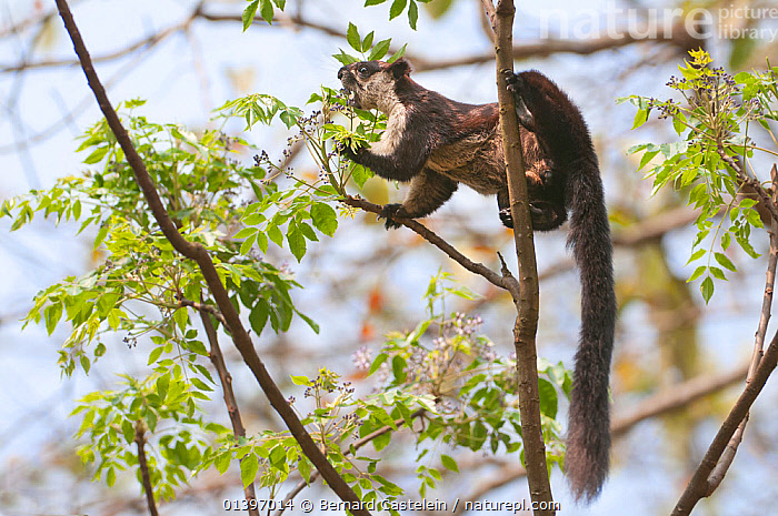 Stock photo of Malayan Giant Squirrel (Ratufa bicolor). Panbari Forest ...