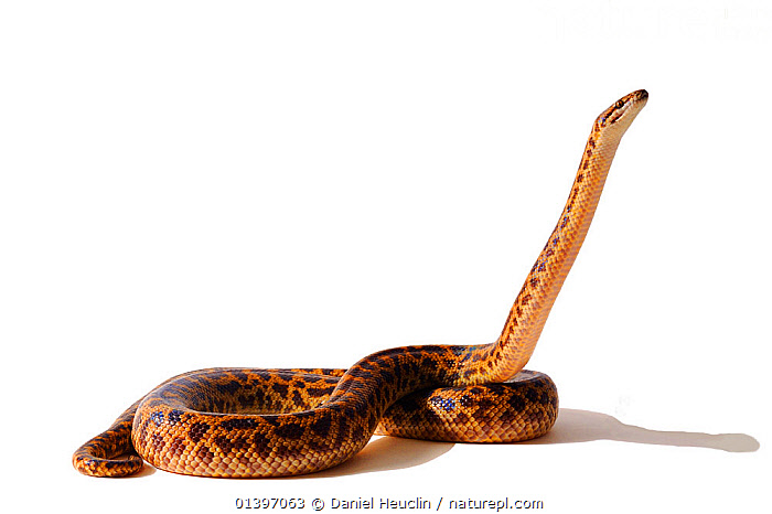 Stock photo of Eastern small-blotched / Spotted Python (Antaresia ...