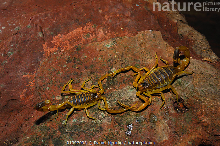 Stock photo of Deathstalker / Palestine Yellow Scorpions (Leiurus ...