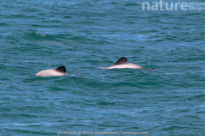 Stock photo of Hector's dolphins (Cephalorhynchus hectori) breaking the ...