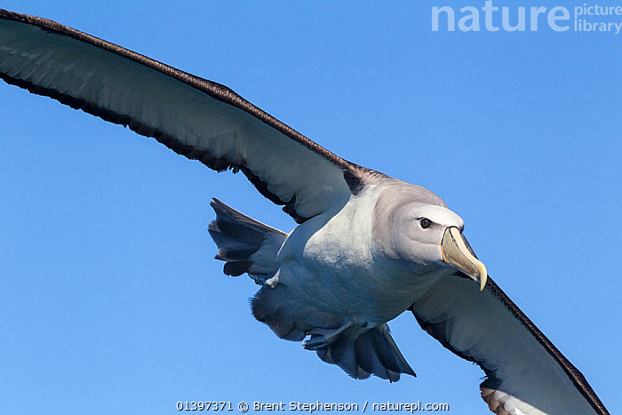 Albatross Wings