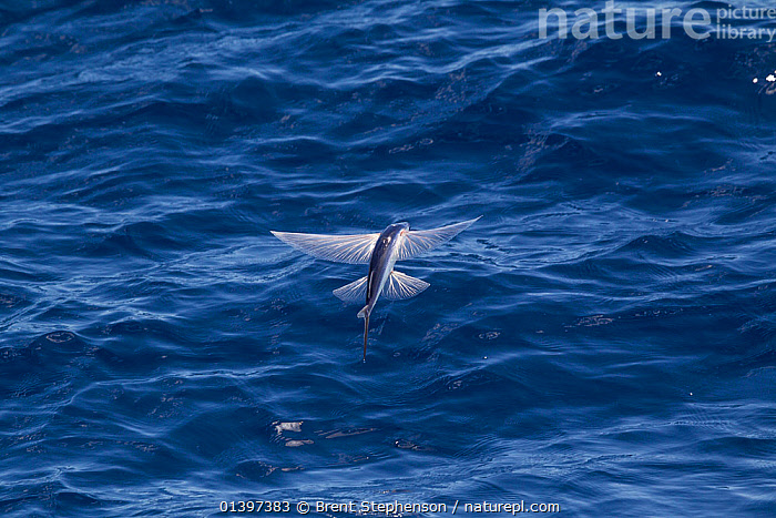 Stock photo of Flying fish (probably Cypselurus lineatus) in flight ...