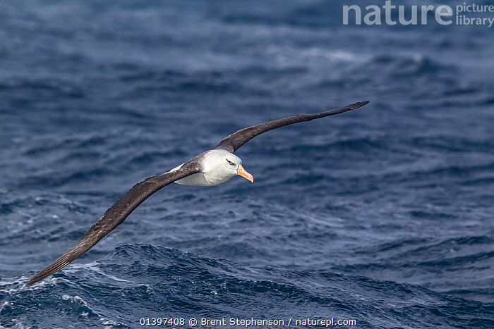 Stock photo of Campbell albatross (Thalassarche impavida) in flight ...
