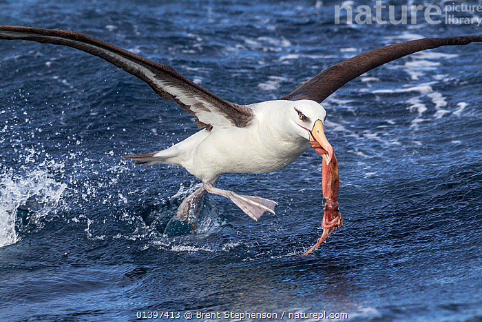 Stock photo of Campbell albatross (Thalassarche impavida) running ...