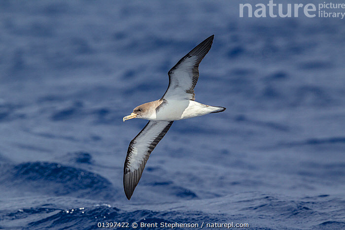 Stock photo of Cory's shearwater (Calonectris diomedea) in flight low ...