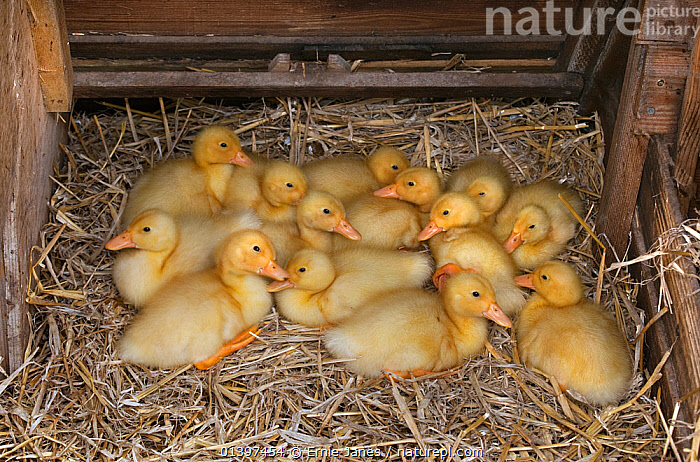 Stock photo of A brood of Muscovey Ducklings age one week. Available ...