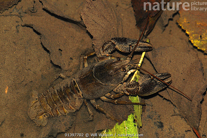 Stock photo of White clawed crayfish (Austropotamobius palllipes) in ...