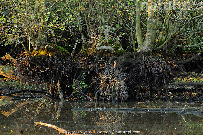 Stock photo of Exposed roots of Common alder (Alnus glutinosa) trees ...