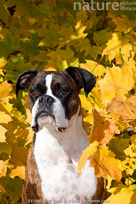 Stock photo of Male boxer portrait in autumn leaves.. Available for ...