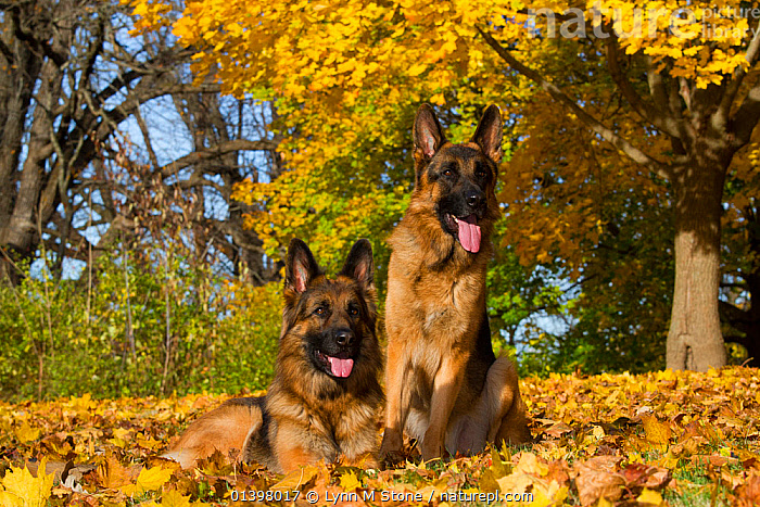 Stock photo of German Shepherd dogs amongst autumn leaves.. Available ...