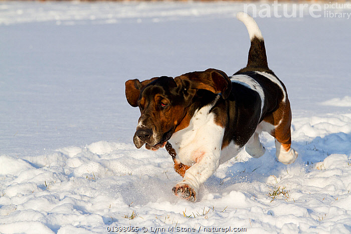 Stock photo of Male Basset Hound running in snow.. Available for sale ...