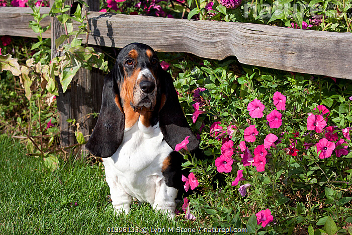 Stock photo of Dark tri-color Basset Hound dog sitting by flowers. USA ...