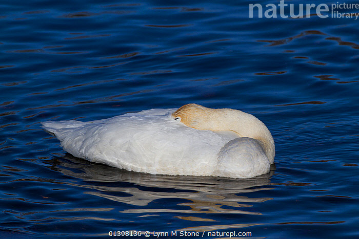 Stock photo of Trumpeter Swan (Cygnus buccinator) sleeping on water ...