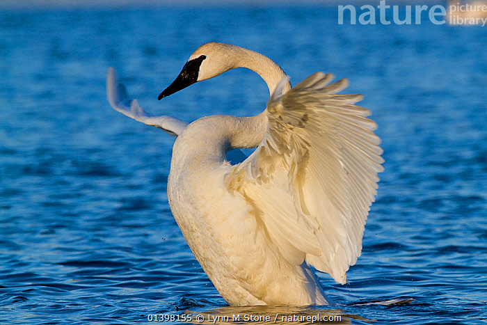 Stock photo of Trumpeter Swan (Cygnus buccinator) stretching wings on ...
