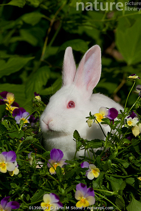 Stock photo of New Zealand breed rabbit in spring flowers. USA ...