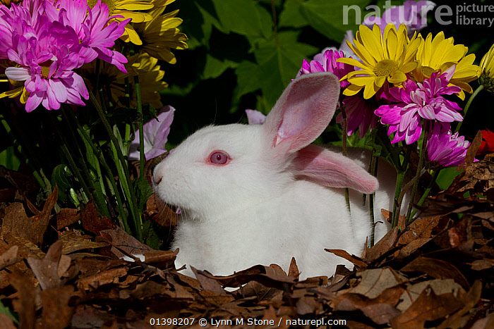 Stock photo of New Zealand breed rabbit in spring flowers. USA ...