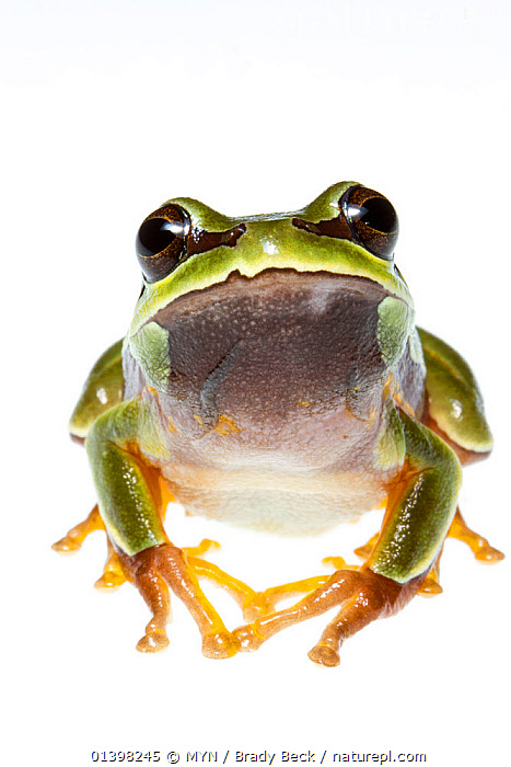 Stock photo of Pine barrens treefrog (Hyla andersonii) Richmond County ...
