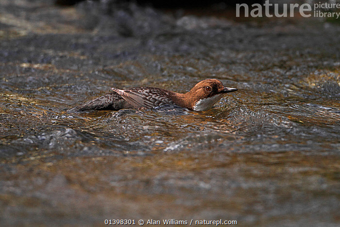 Stock photo of Dipper (Cinclus cinclus) floating down stream on the ...