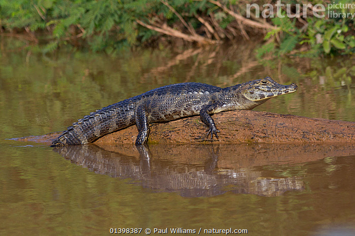 Stock photo of Yacare caiman (Caiman yacare) basking on submerged trunk ...