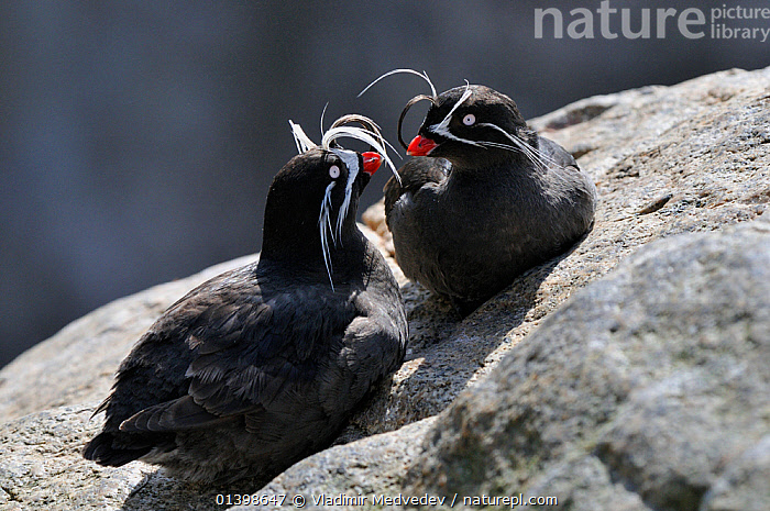 Stock photo of Whiskered auklet (Aethia pygmaea) pair, Iony Island ...