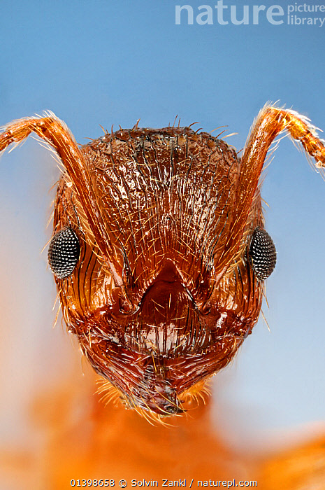 Stock photo of Red Ant (Myrmica rubra) close-up portrait, Specimen ...
