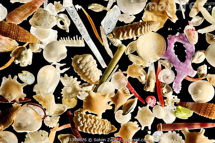 Stock photo of The white carbonate sand from Raja Ampat, Indonesia, is ...