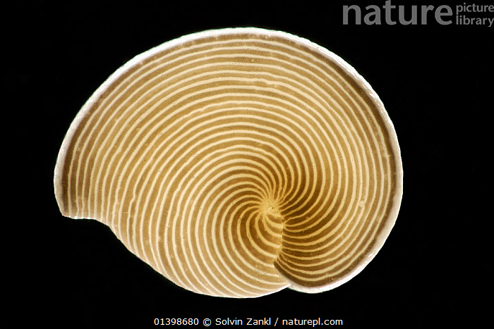 Stock photo of Foraminifera (Archaias angulatus) from the calcareous ...