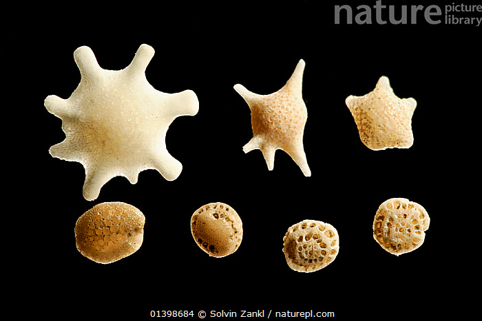 Stock photo of Foraminifera shells from sample of calcareous sand ...