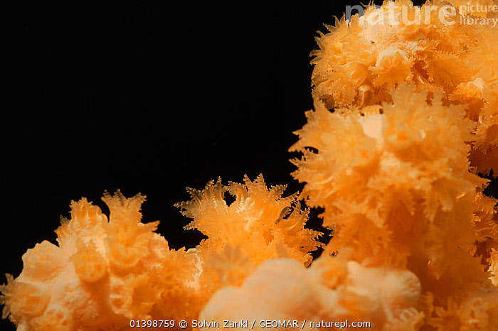 Stock photo of Coral (Paragorgia arborea) Trondheimfjord, North ...