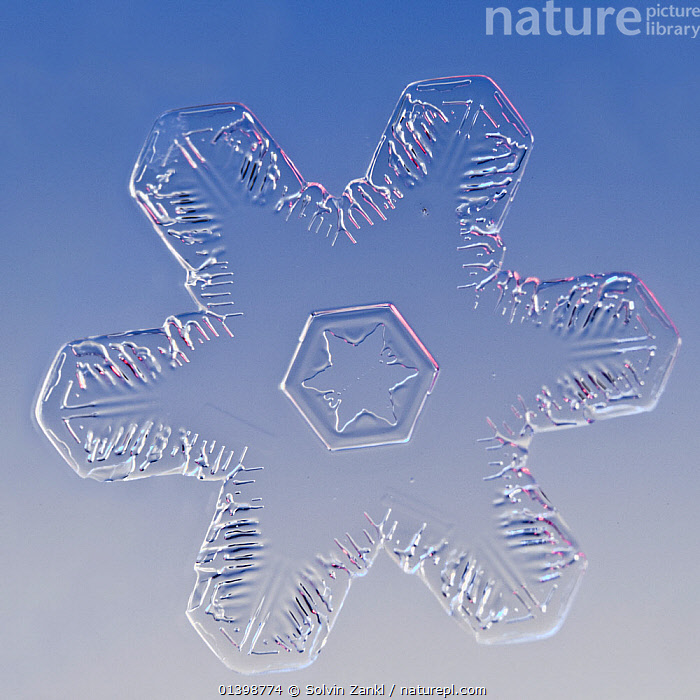 Stock photo of Snowflake magnified under microscope, Lilehammer, Norway ...