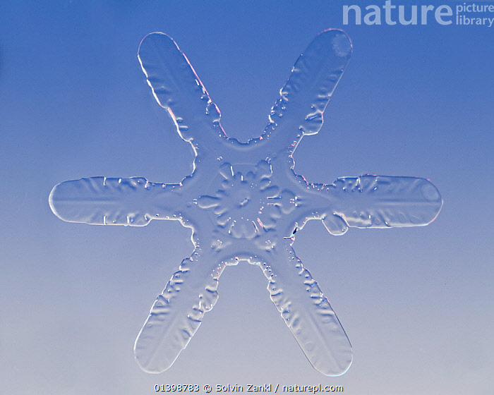 Stock photo of Snowflake magnified under microscope, Lilehammer, Norway ...