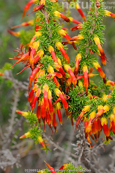 Stock photo of Tassel Heath (Erica coccinea) DeHoop Nature Reserve ...