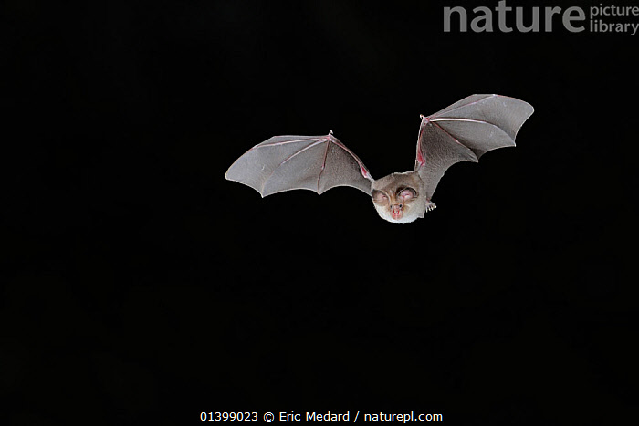 Stock photo of Mediterranean Horseshoe Bat (Rhinolophus euryale) in ...