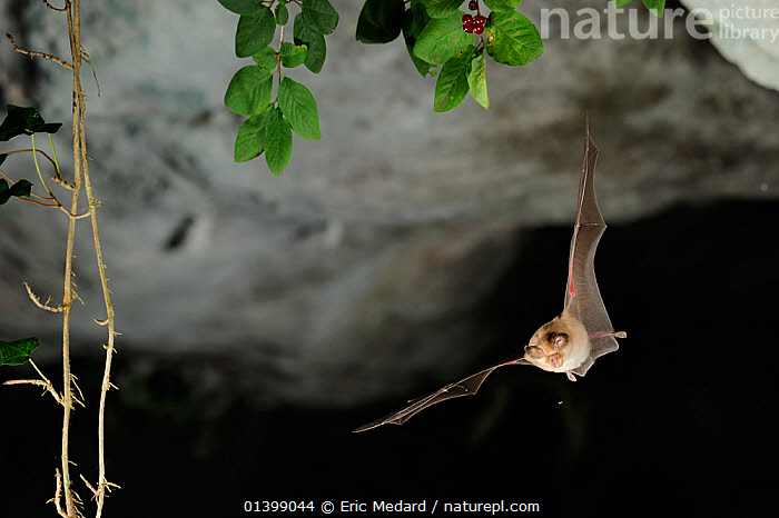 Stock photo of Mediterranean Horseshoe Bat (Rhinolophus euryale) in ...