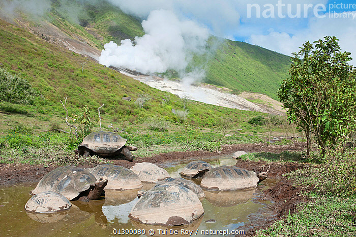 Stock photo of Volcan Alcedo giant tortoises (Chelonoidis nigra ...