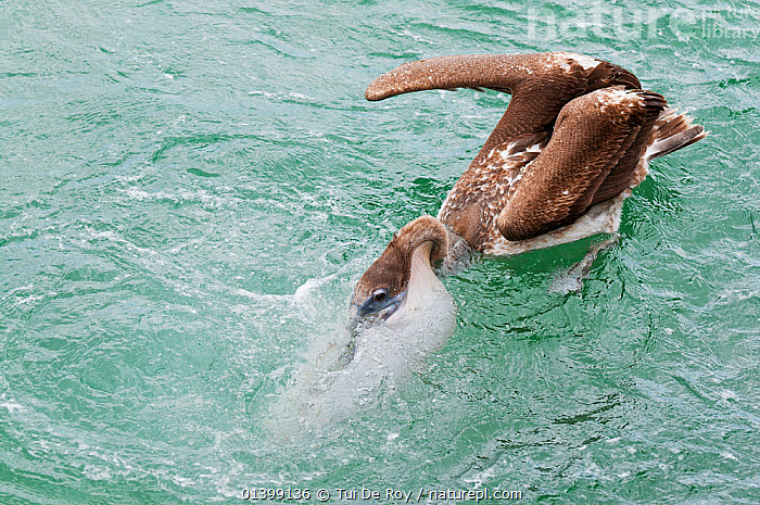 Stock photo of Brown pelican (Pelecanus occidentalis) filling gular ...