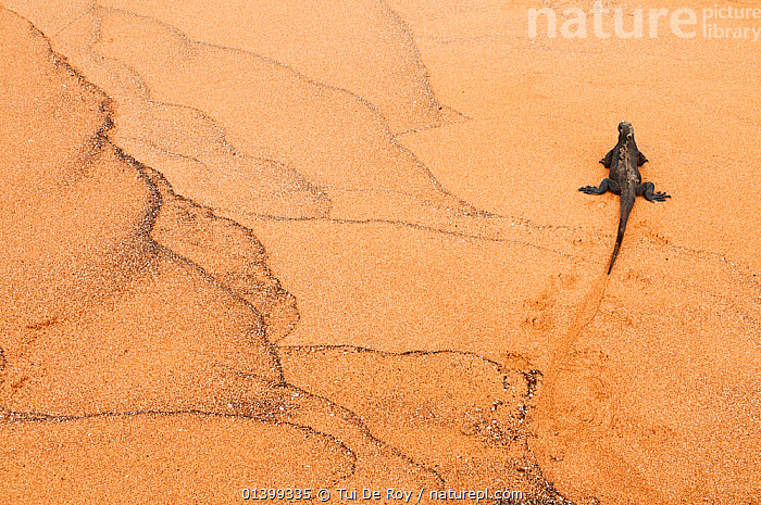 Stock photo of Marine iguana (Amblyrhynchus cristatus) leaving tracks ...