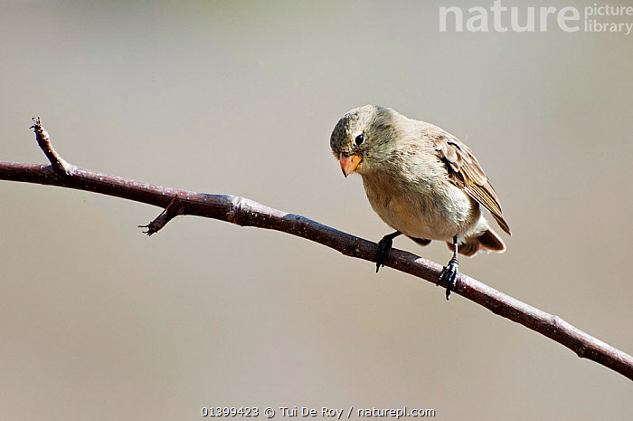 Stock photo of Small tree finch (Camarhynchus parvulus) perched ...