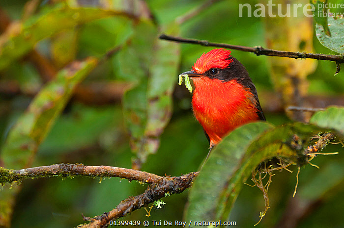 Stock photo of Vermilion flycatcher (Pyrocephalus rubinus) male with ...