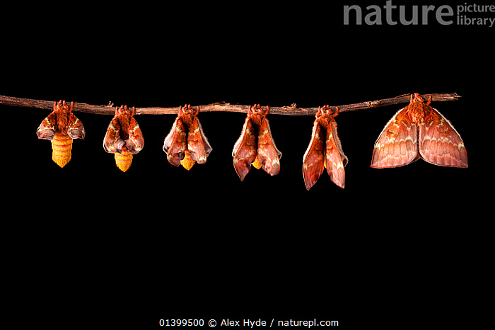 Stock photo of Bullseye Moth (Automeris io) showing wings expanding ...