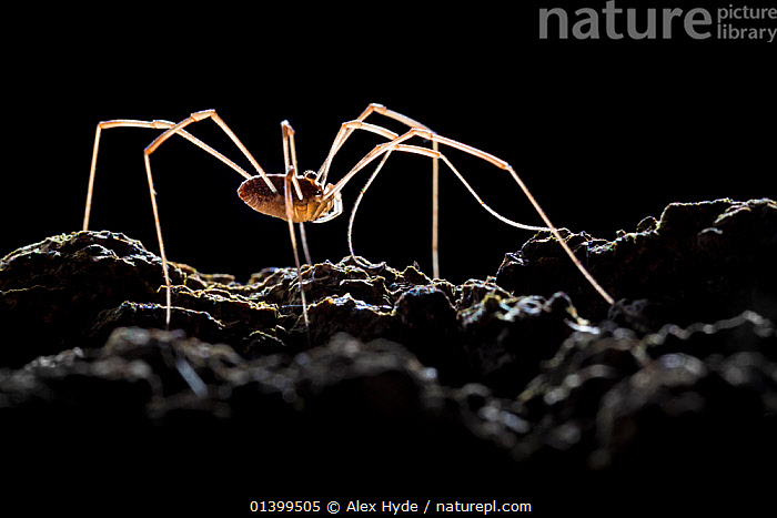 Stock photo of Pale Saddled Harvestman (Platybunus / Rilaena ...